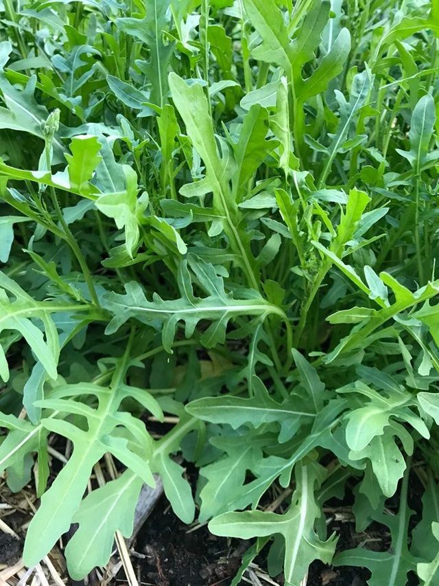 Grow Your Own Salad! Easy Steps to Grow Rocket Leaves at Home