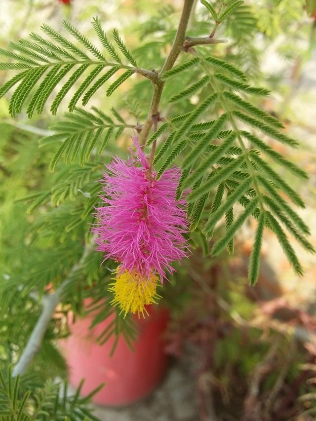 Beware! These Things Near Your Shami Plant Can Attract Financial Losses