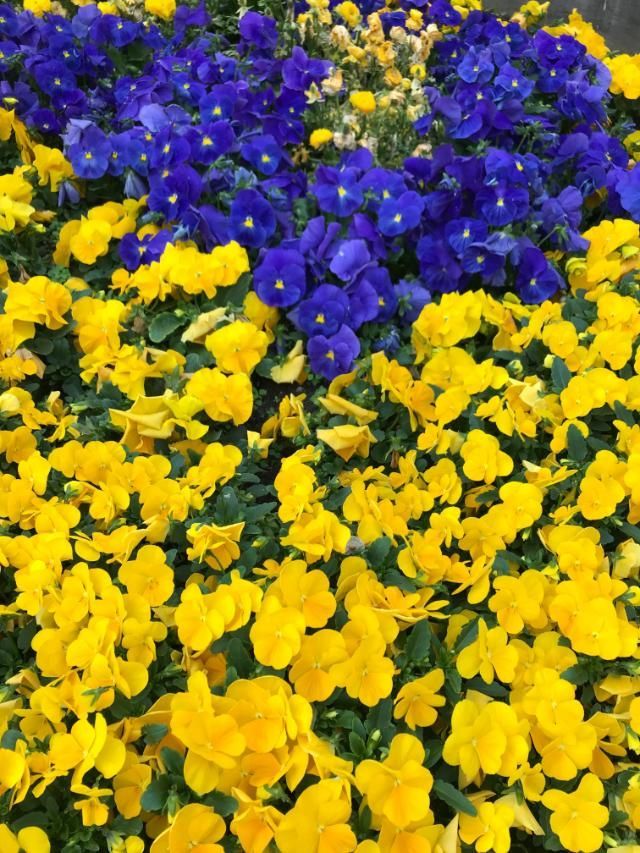 Pansy Flower Spring Care Tips