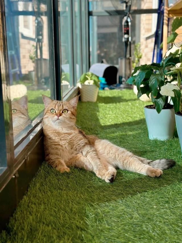 Pet-Friendly Balcony Design Ideas