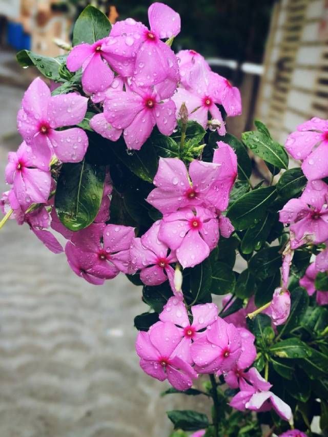 Want to Boost Your Sadabahar Plant Growth? Prune & See the Magic!