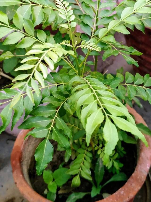 Direct Sunlight Good or Bad for Curry Leaves Plants? Lets Find Out!