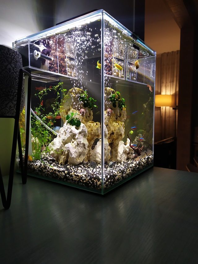 Feng Shui For Fish Tank- 6 Benefits With Tips To Enhance Effect