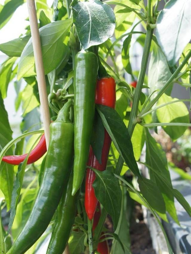 Double Your Green Chilli Plant Growth With Right Light Conditions!