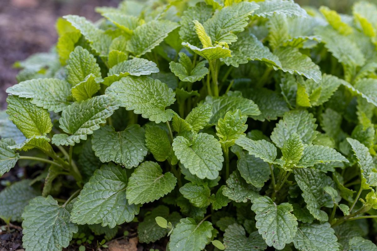 Lemon Balm Plant Ways To Grow The Plant Indoors And Outdoors
