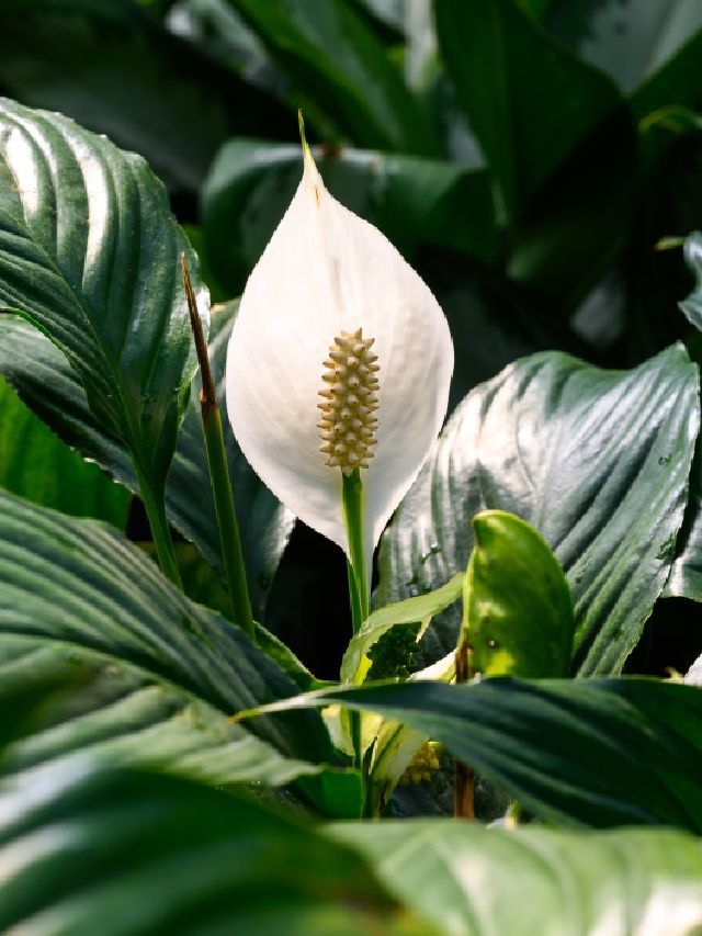 7 Stunning Ways to Use Peace Lily for Home Decor