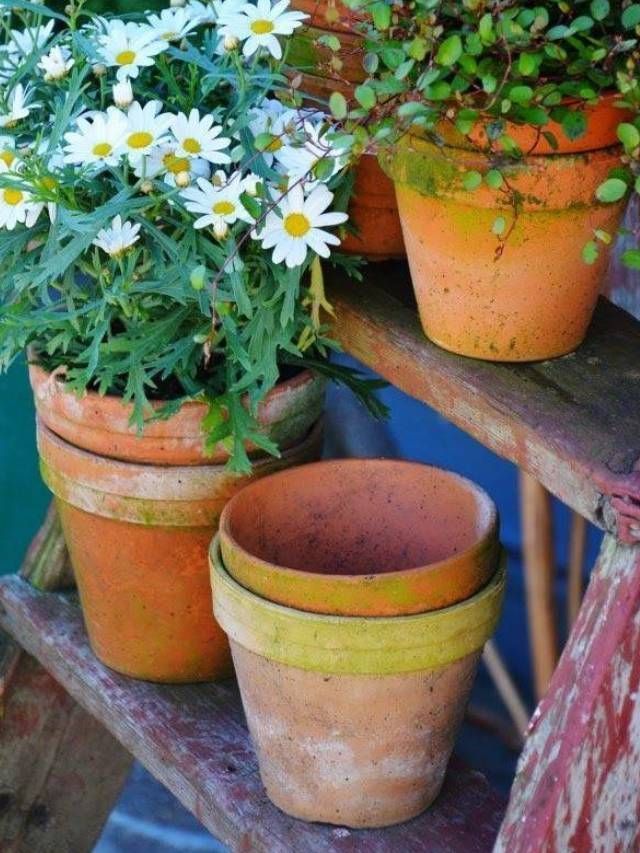 Why You Should Never Keep Empty Clay Pots at Home Why You Should Never Keep Empty Clay Pots at Home