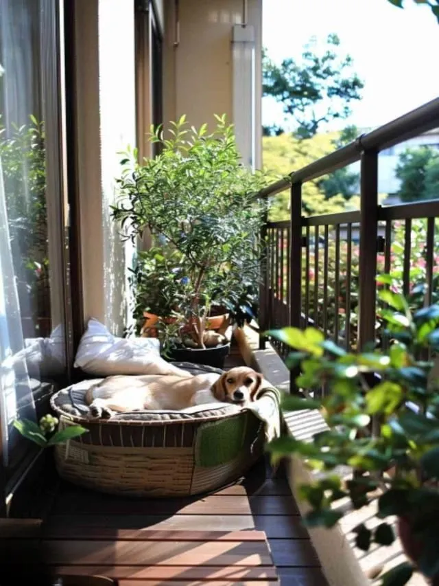 How to Create a Dog Friendly Balcony