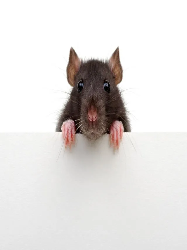 How to Get Rid of Rats in House