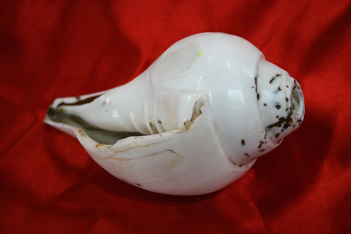 Shankh - 7 Different Types You Must Know About