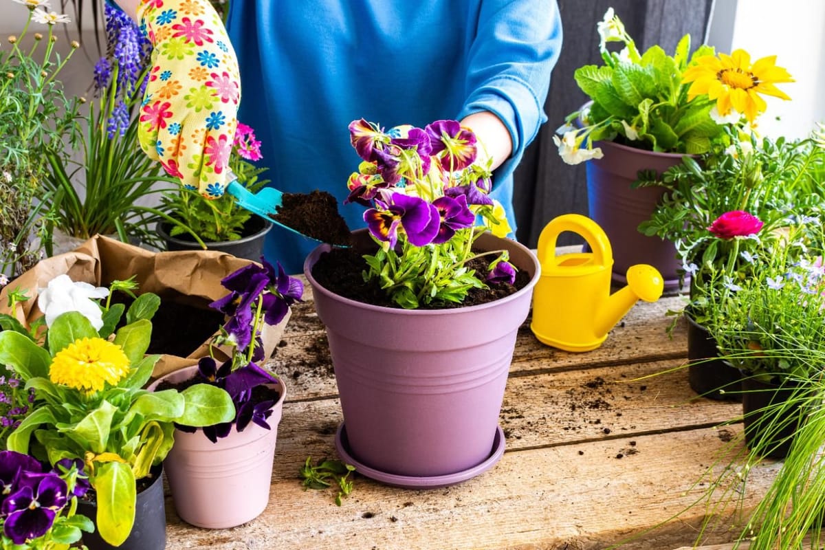 Pansy Flower - Meaning, Quick Facts, and Planting Time