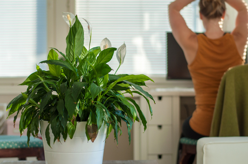 Computer Feng Shui Plants