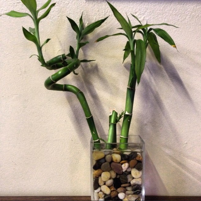 What is Feng Shui | Tips on Feng Shui for Home