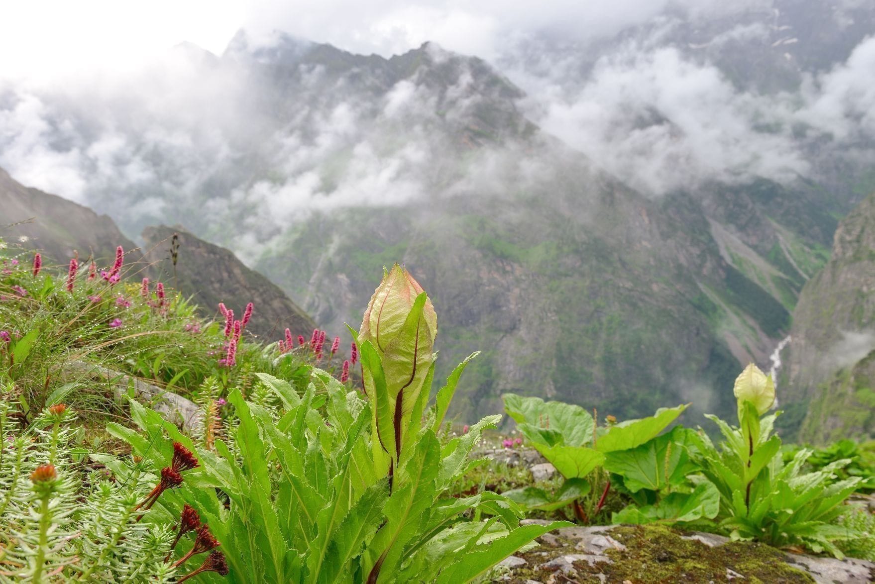 Brahma Kamal Plant At Home Significance Where To Keep How To Grow Brahma Kamal Plant At Home Significance Where To Keep How To Grow