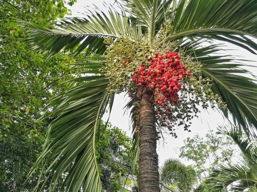 Supari Tree In English