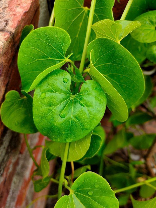 How To Grow Giloy Plant At Home: Growing Tips And Benefits