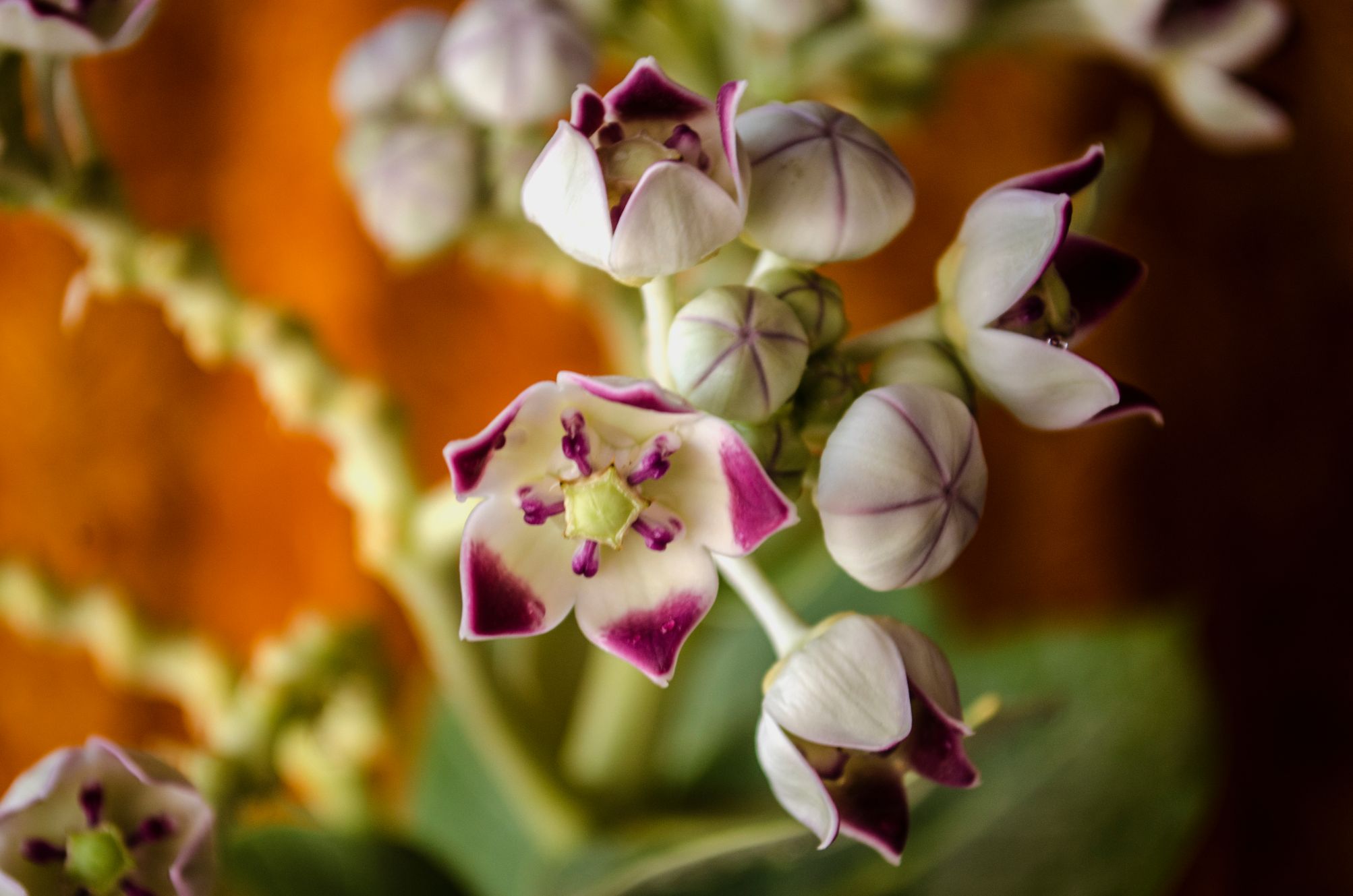 Horopathy Tribal Medicine