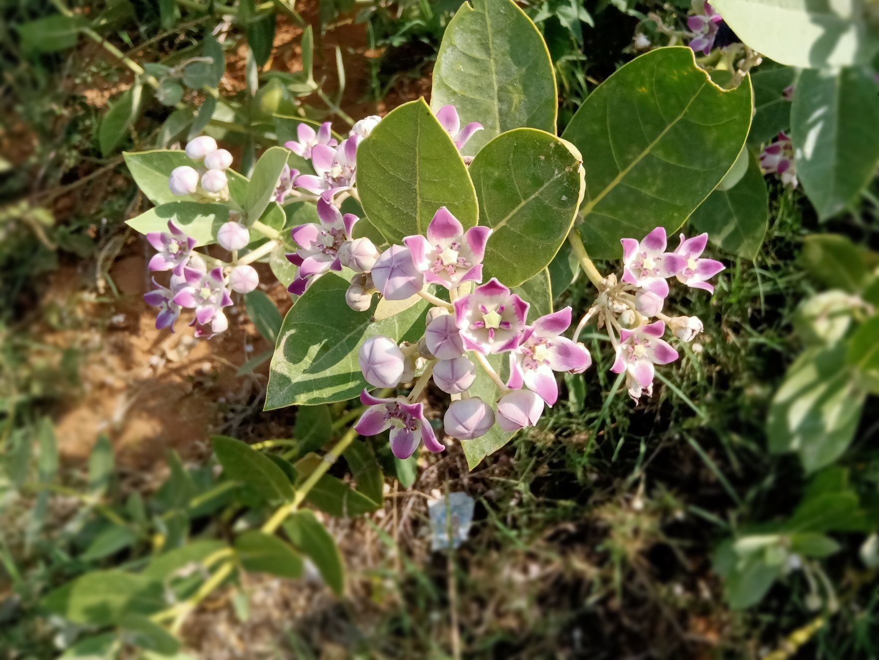 20+ નાના બાથરૂમ ટાઇલ વિચારો