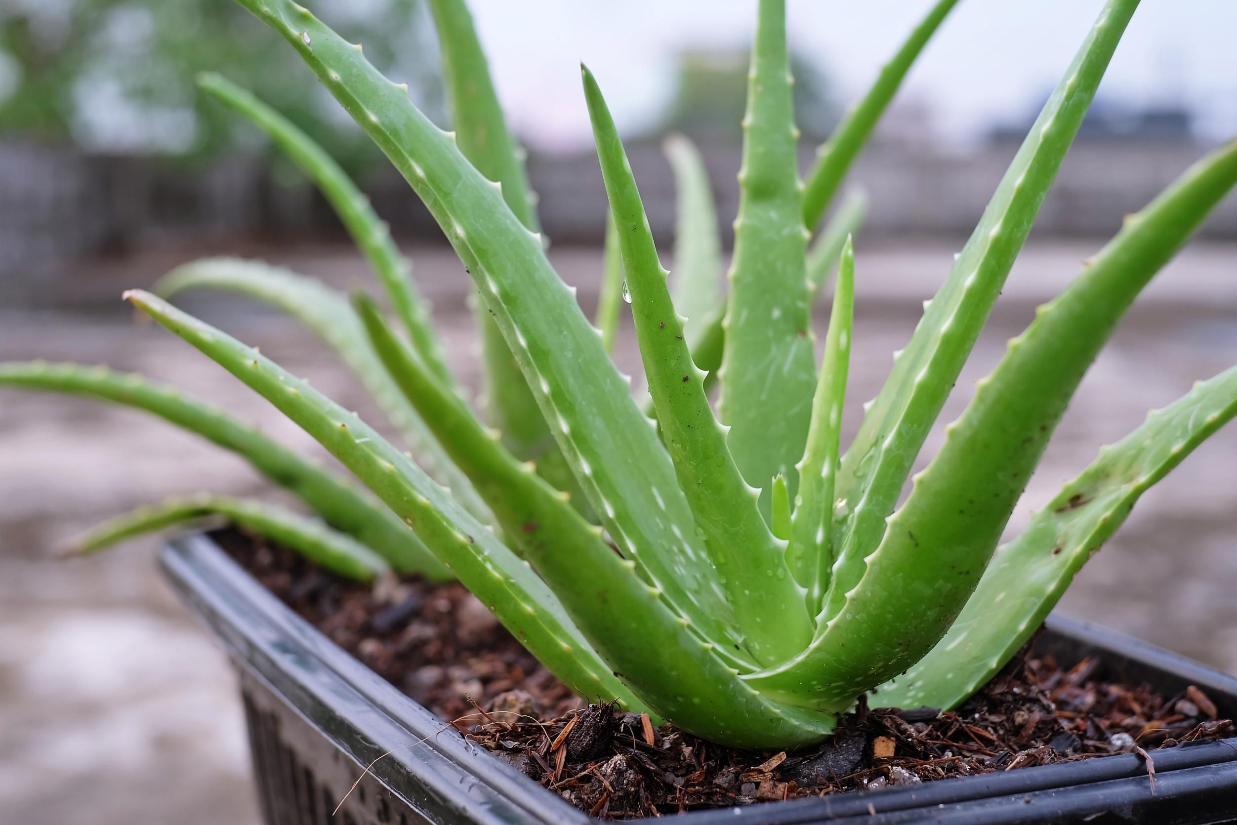Aloe Vera Abschneiden Und Neu Einpflanzen