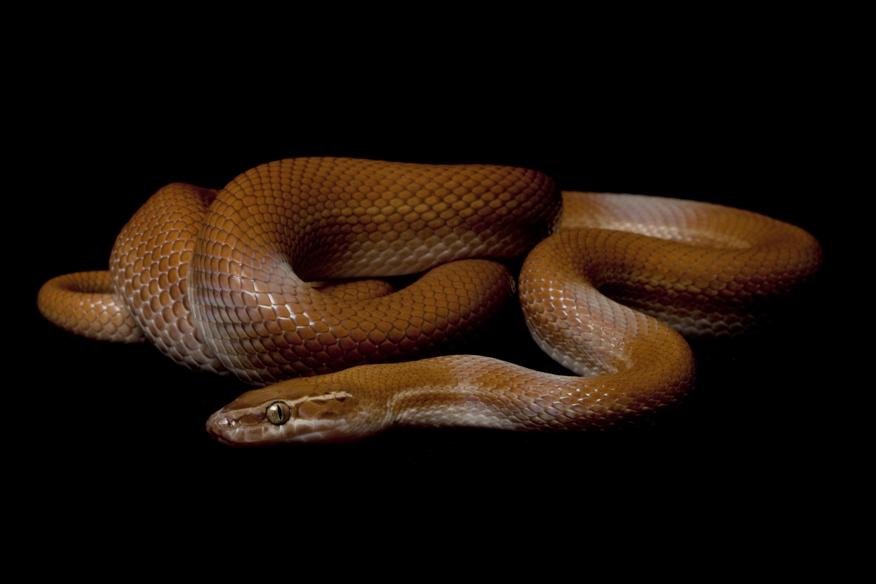 Red snake spiritual meaning 60 photos - Astrologytoyou.com