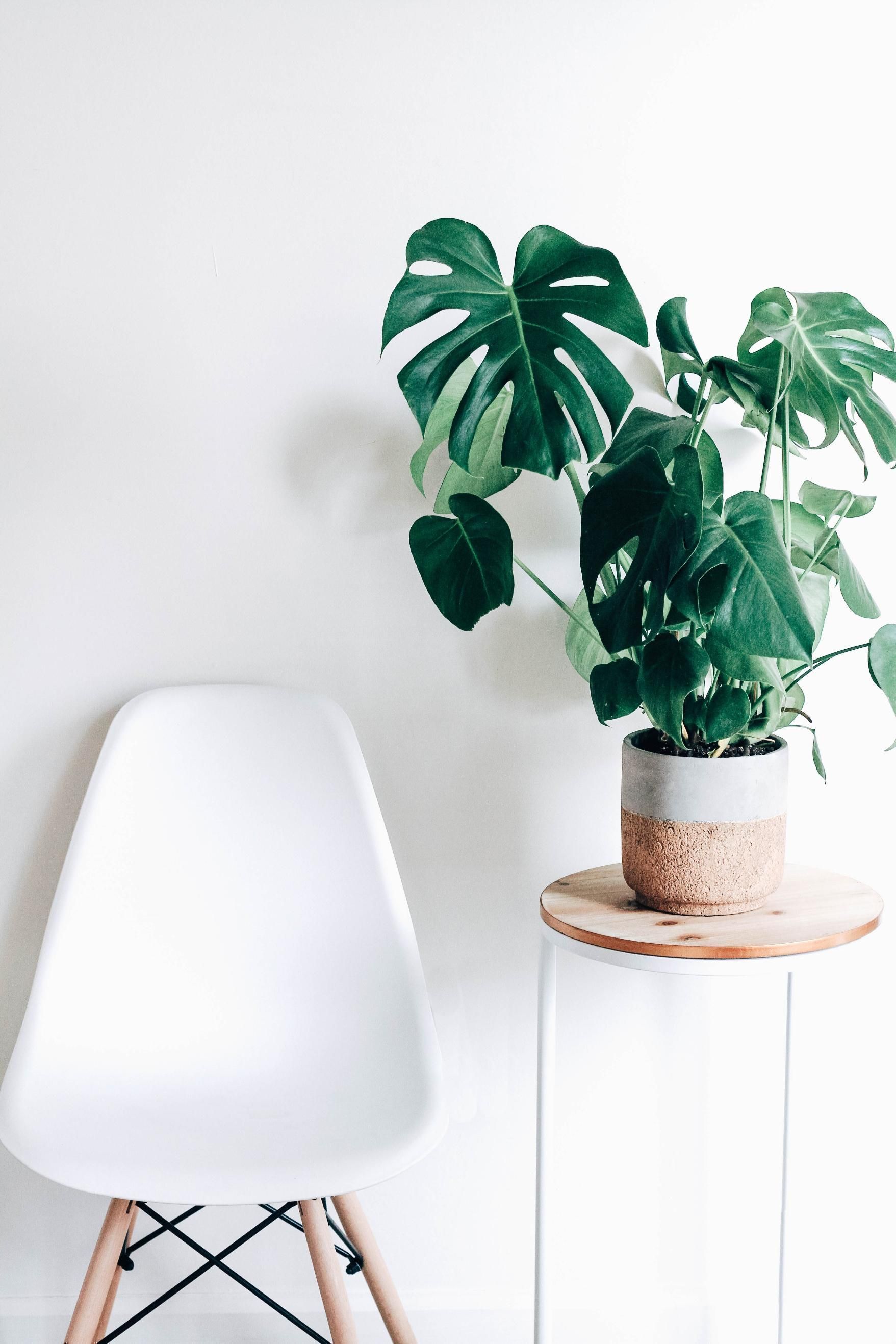 6 Unkillable Plants That Will Thrive in Any Home