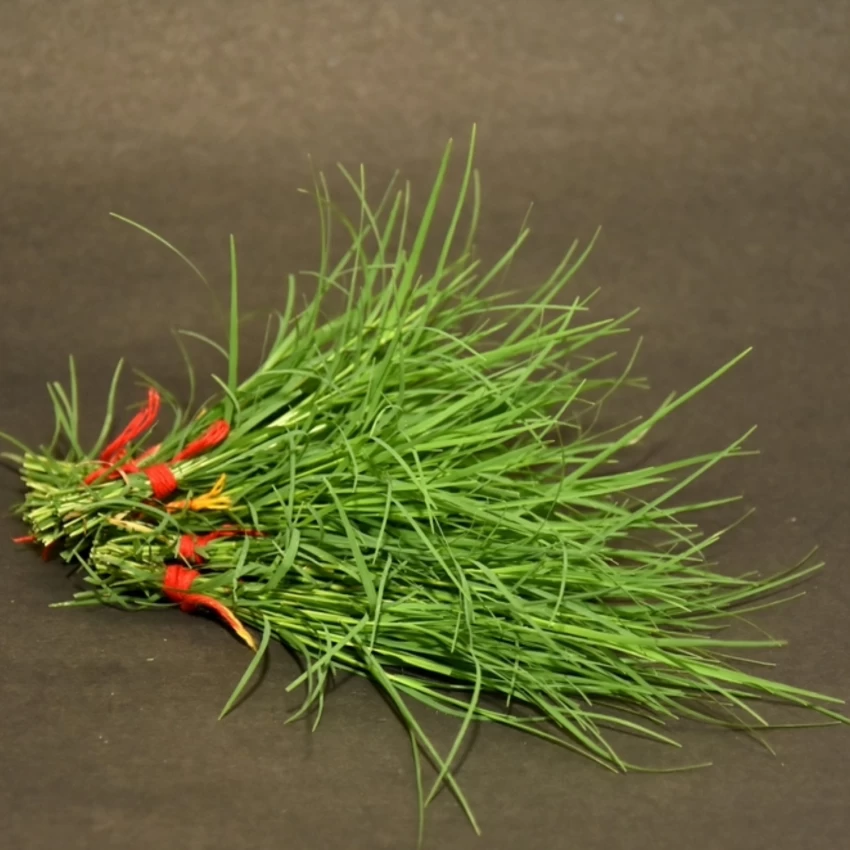 Images Of Doob Grass How To Grow Durva At Home | Durva Grass Ganapati