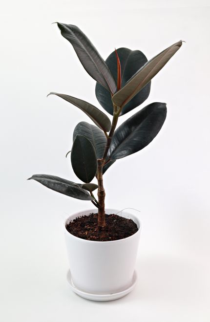 10 Lucky Plants for Office Desk |Vastu Plants for Office To Bring Luck ...