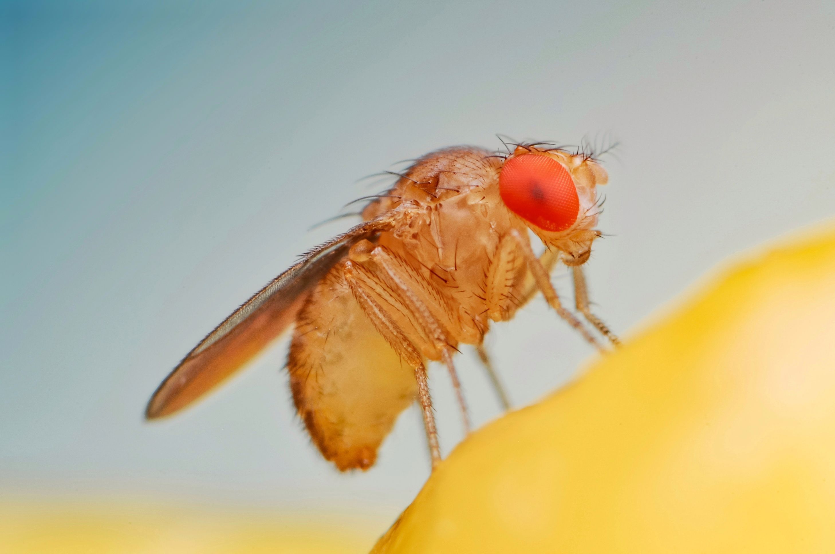 How To Kill Fruit Flies In Your Drain How To Get Rid Of 49 OFF