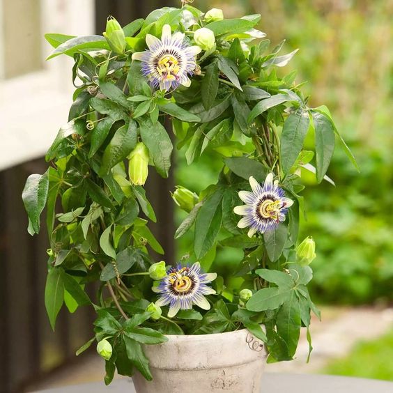 Passiflora Caerulea Flower Blue Passion Flower How To Grow And Take Care