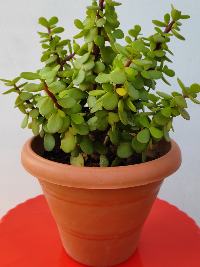 why is my money plant burning