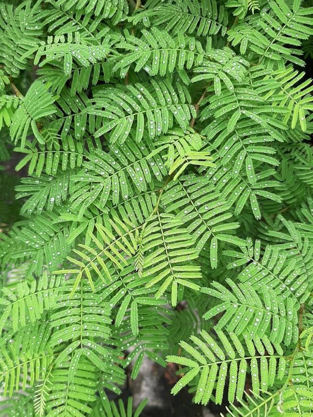ಗೋಡೆಗಳಿಗೆ 12 ಅದ್ಭುತ ಕೊರೆಯಚ್ಚು ವಿನ್ಯಾಸಗಳು