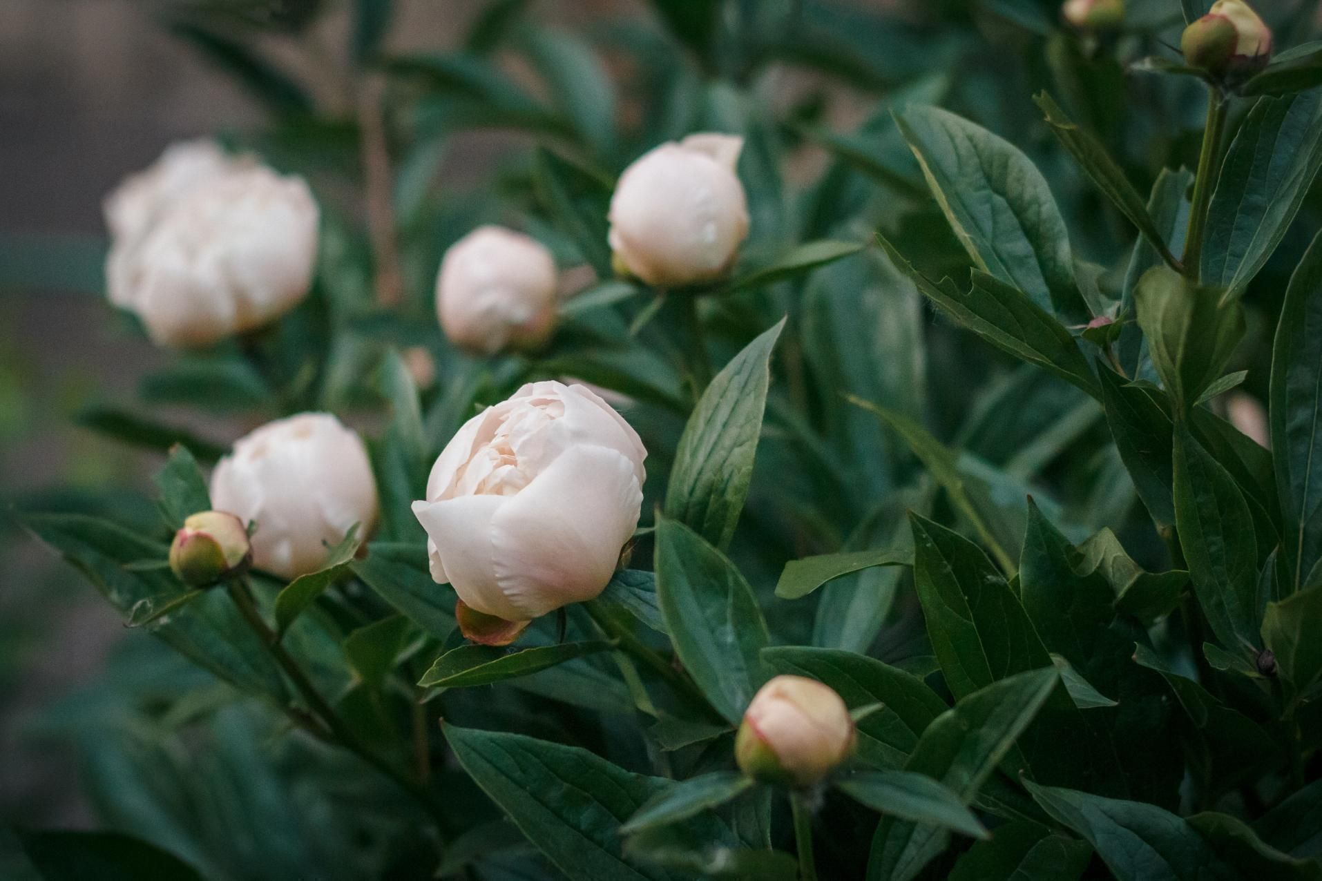 KMP Expressway: A Realty Catalyst | Western Peripheral Expressway