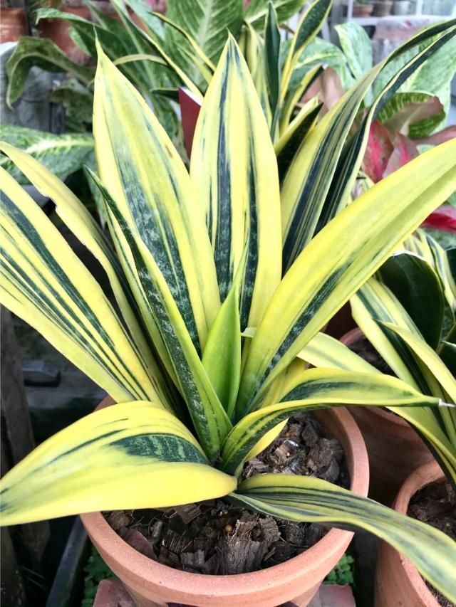 Kuber Yantra - Activation, Vastu Placement, Usage and Benefits