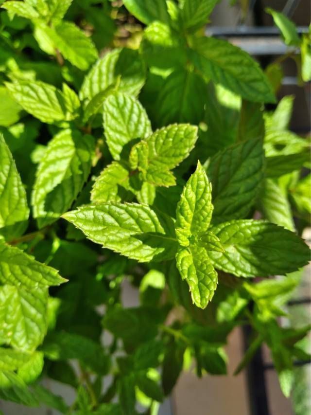 NH 27 Highway Route - Second Longest Highway in India