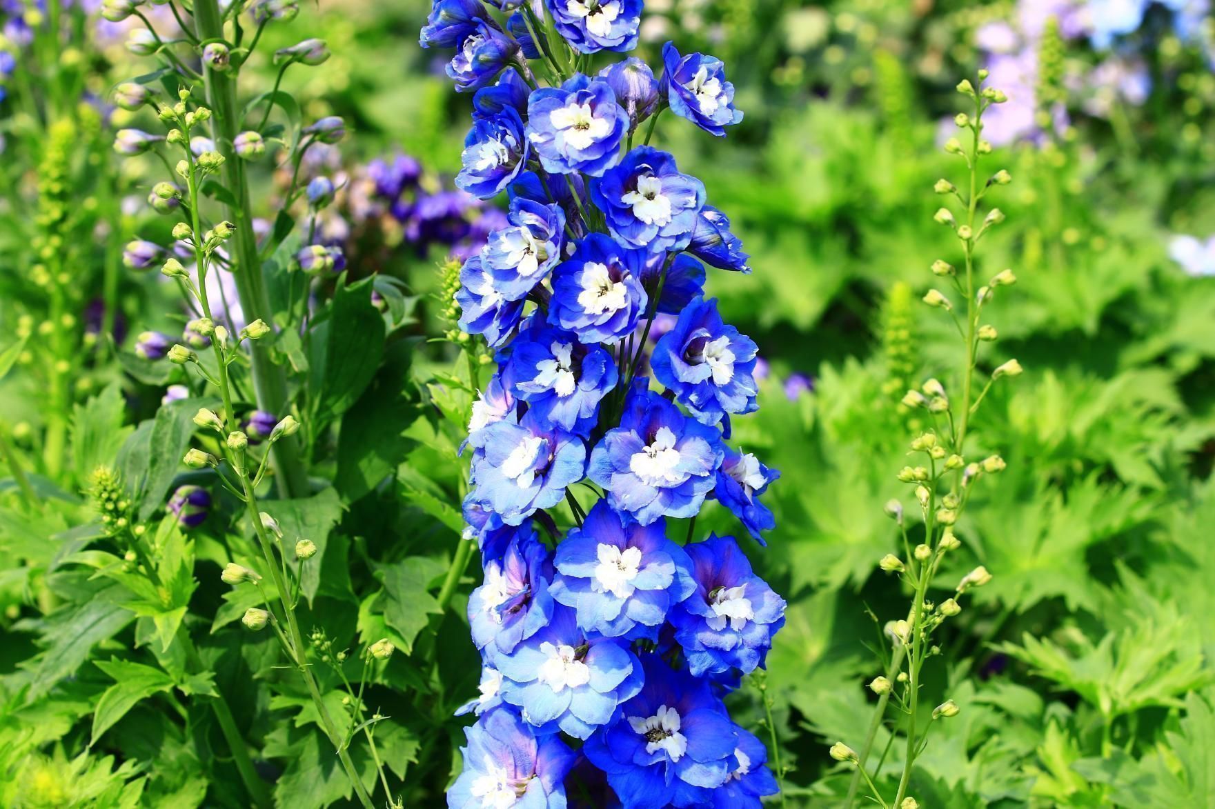 𝐉𝐏 𝐍𝐚𝐠𝐚𝐫 𝐌𝐞𝐭𝐫𝐨 𝐒𝐭𝐚𝐭𝐢𝐨𝐧 in Bangalore - on Green Line of Namma Metro