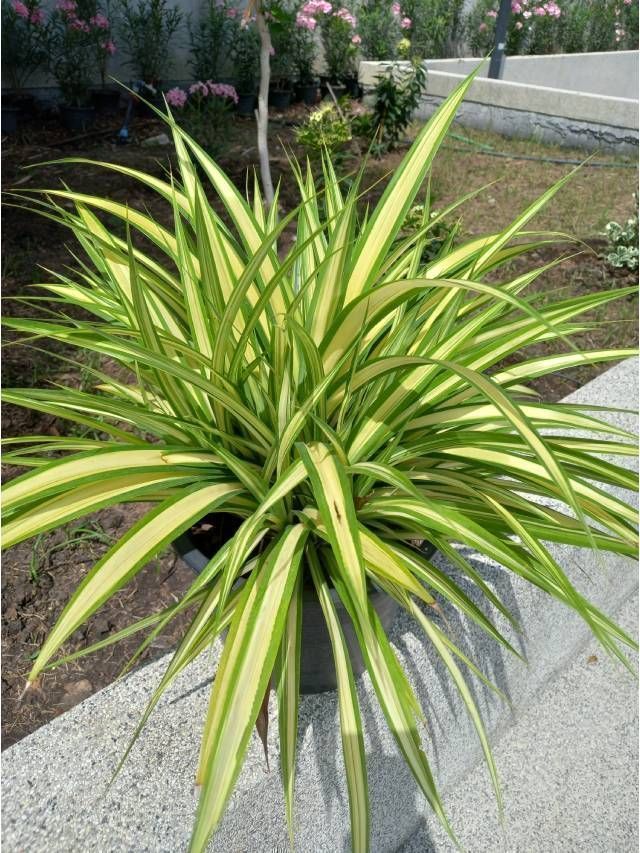 Learn Spider Plants Disadvantages Before You Bring Them Home
