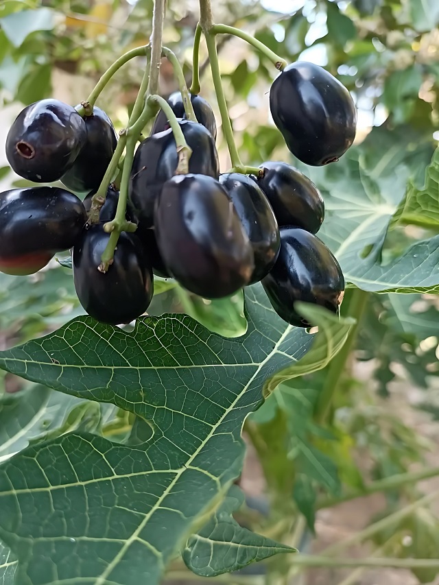 Jamun Tree Genomics@MetaBioSys