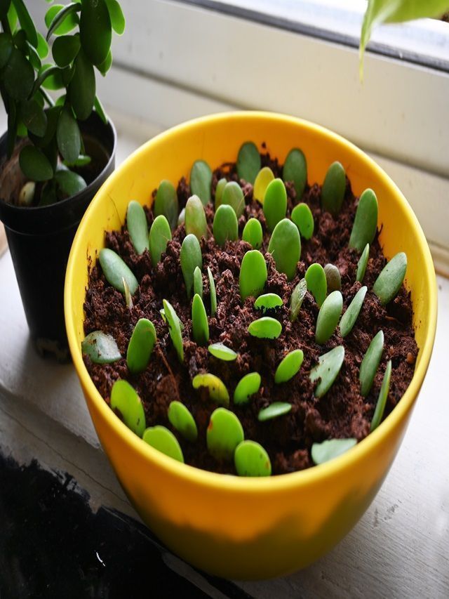 കേരള ബിൽഡിംഗ് റൂൾസ് 2024: നിങ്ങൾ അറിയേണ്ടതെല്ലാം