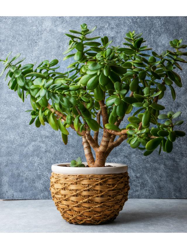 7 Tips To Take Care Of Jade Plant In Monsoon