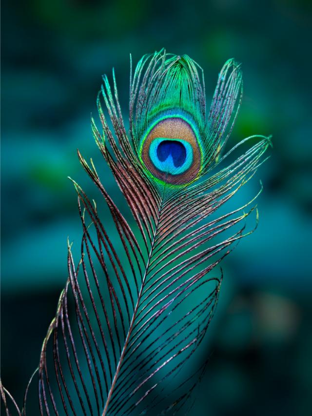 Auspicious Things You Must Buy on Krishna Janmashtami For Prosperity ...