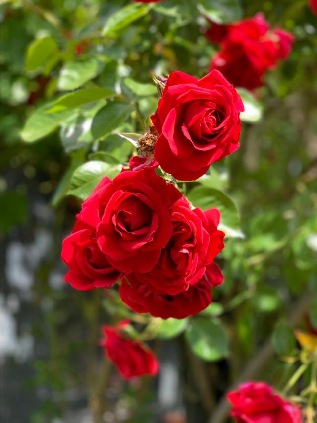 Rose Shiva 2024 Shiva Wikipedia
