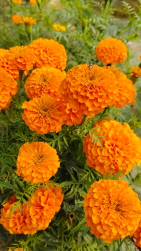 Celebrate Pongal With These Vibrant Yellow Flowers- 7th Is a Must-Have