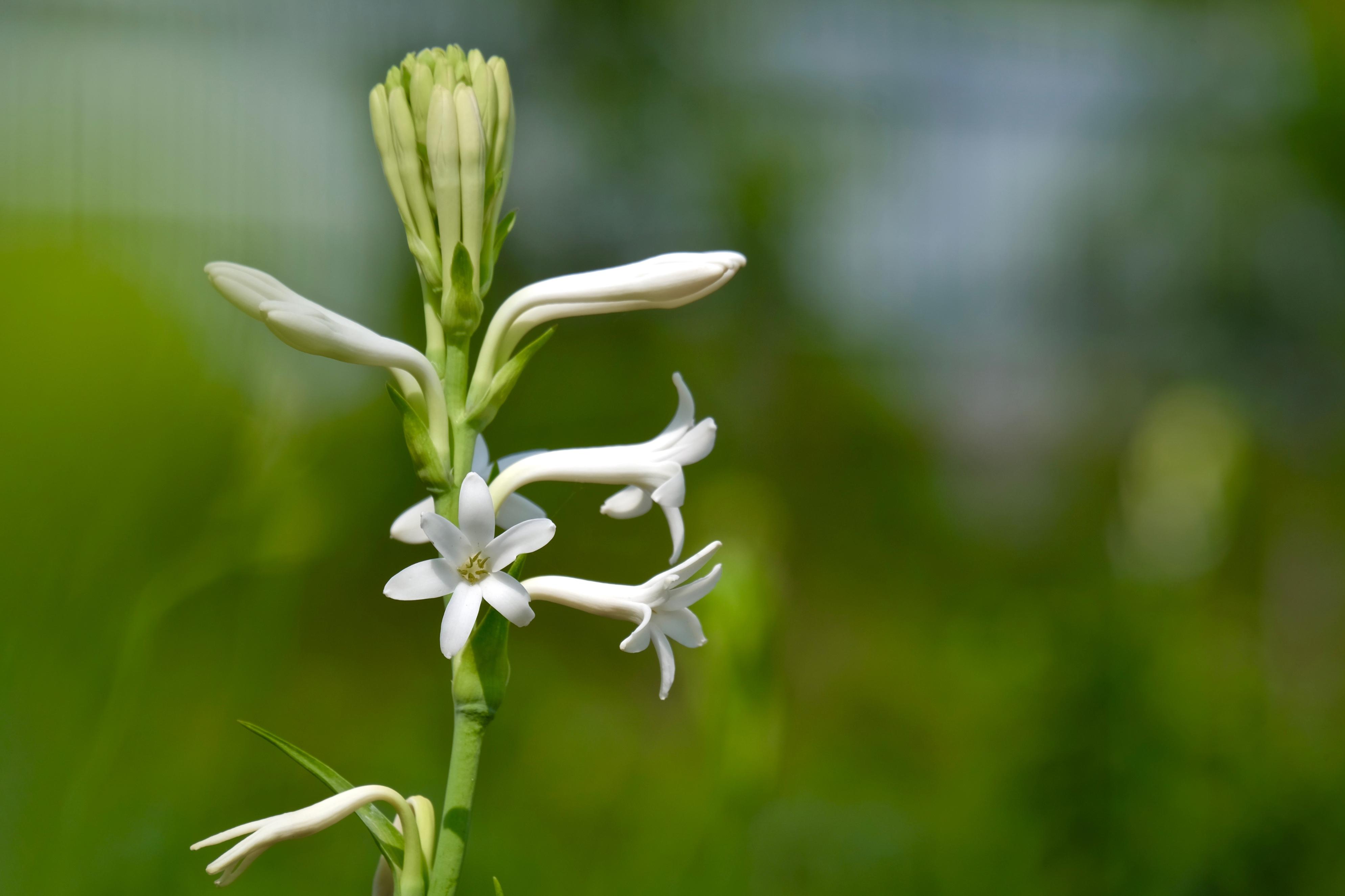 Rajnigandha Flower Benefits