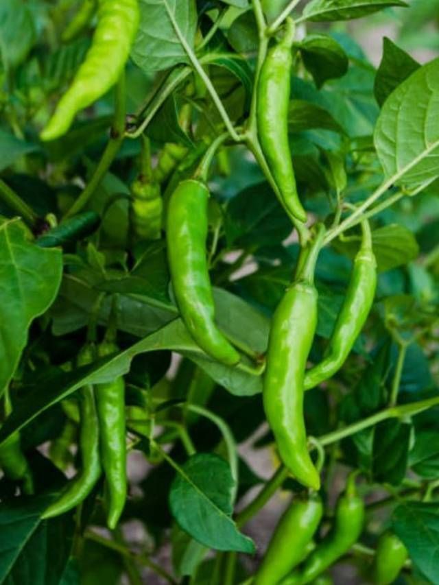 Vastu 𝐏𝐥𝐚𝐜𝐞𝐦𝐞𝐧𝐭 𝐨𝐟 𝐅𝐢𝐬𝐡 𝐀𝐪𝐮𝐚𝐫𝐢𝐮𝐦 - Significance, Benefits, Directions ...