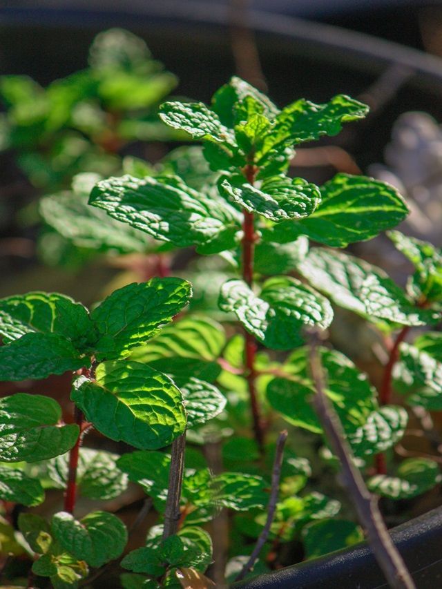 Airports in Madhya Pradesh (MP) - Domestic and International