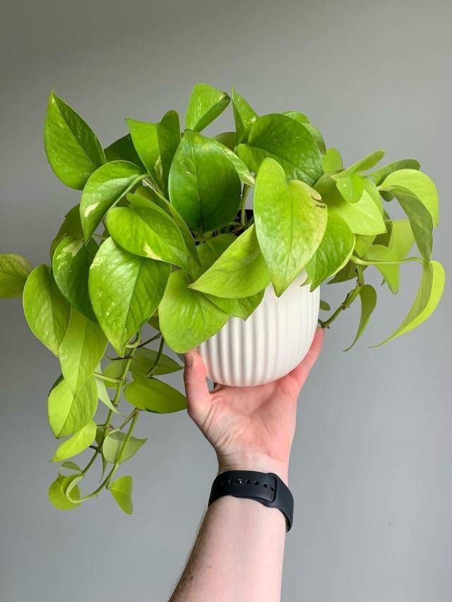 DB City Mall - Top Shopping Mall of Bhopal