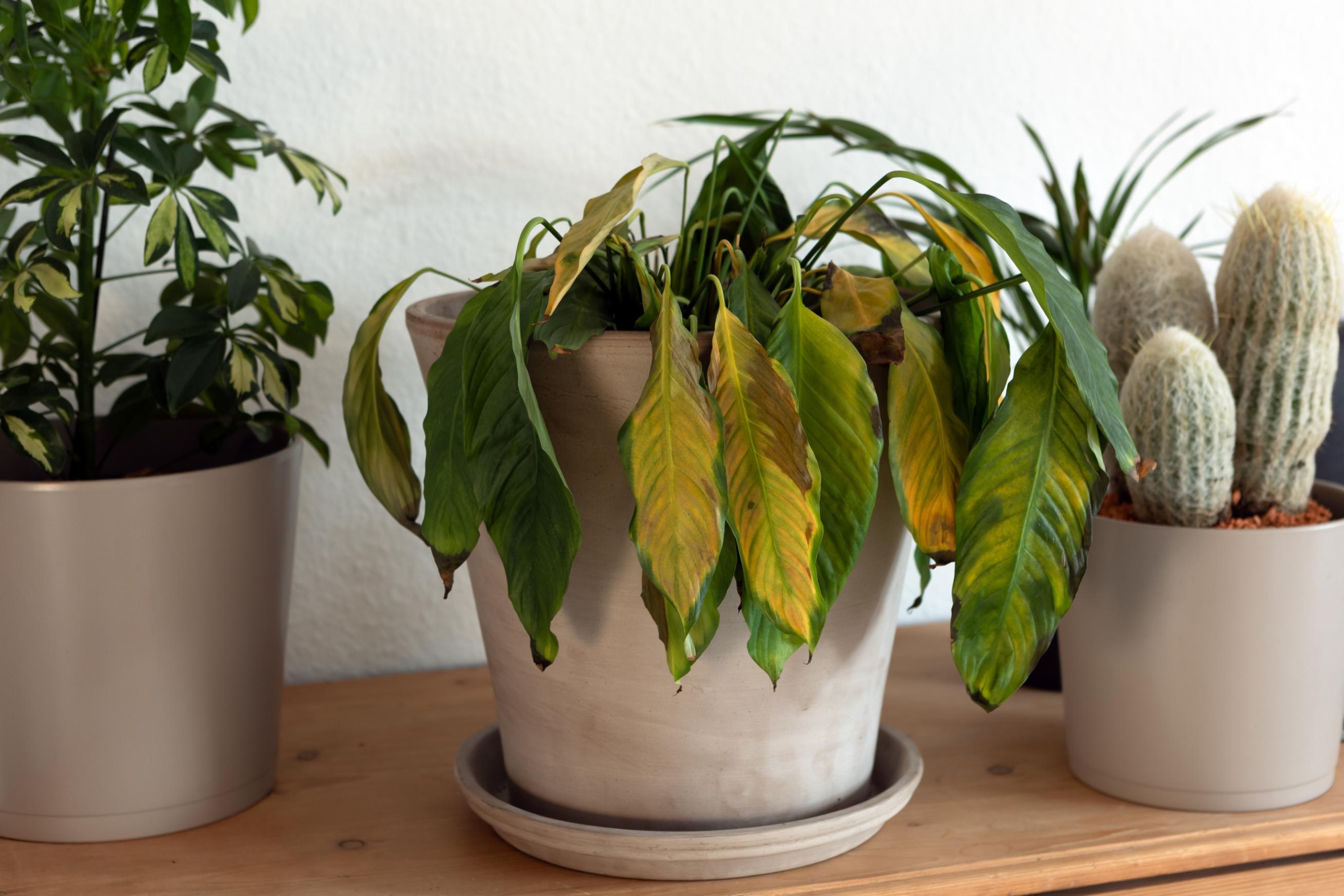 Watch Out! These 8 Sneaky Signs That Are Early Indicators of Pest ...