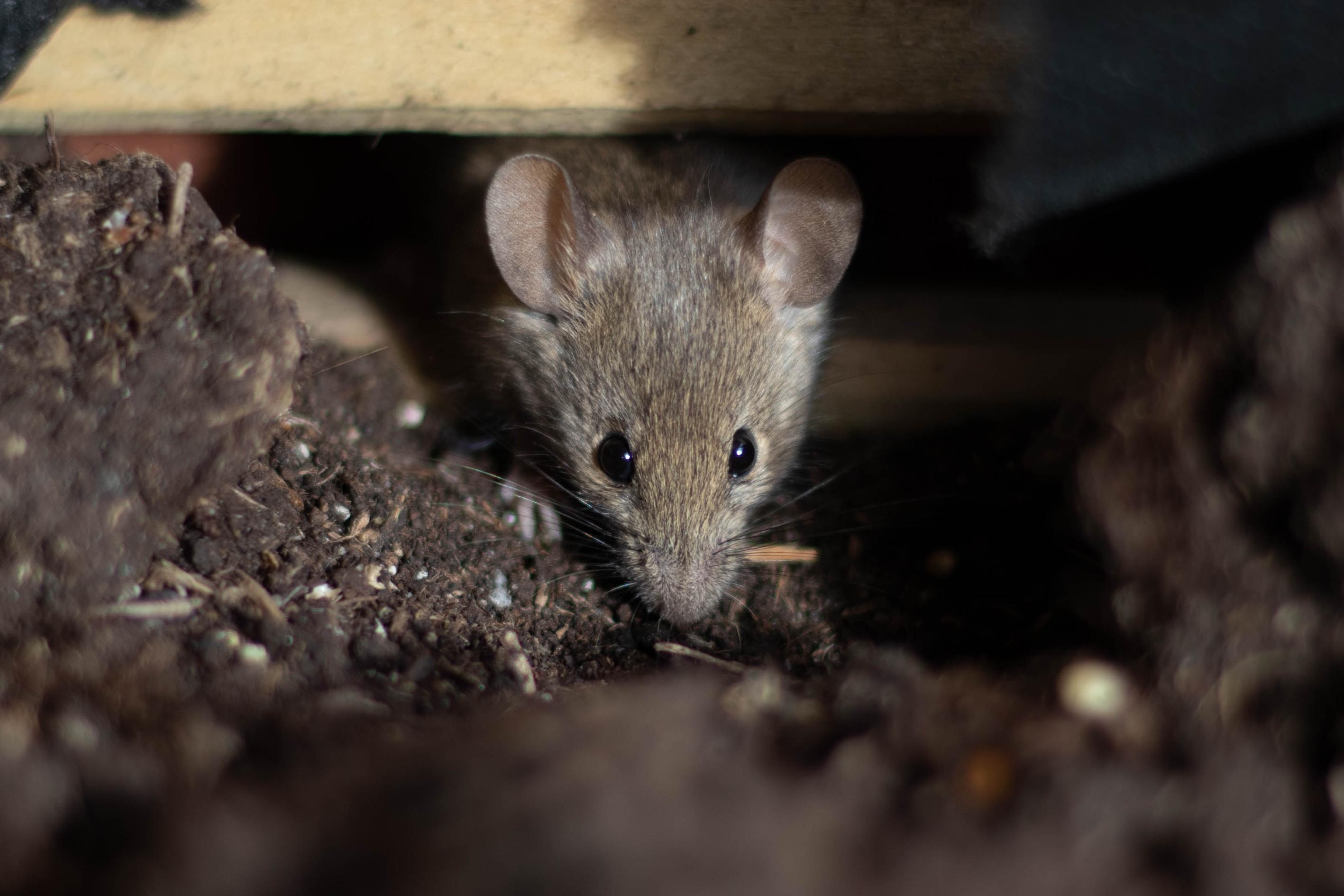 Watch Out! These 8 Sneaky Signs That Are Early Indicators of Pest ...