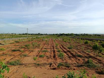 Sree Maruthinagar Sandal Tree Plantation Plots in Shadnagar, Hyderabad ...