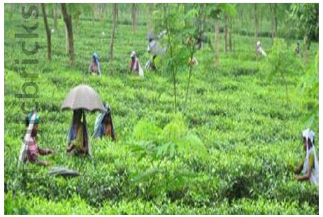 Ashiyana Matigara in Matigara, Siliguri: Price, Brochure, Floor Plan ...